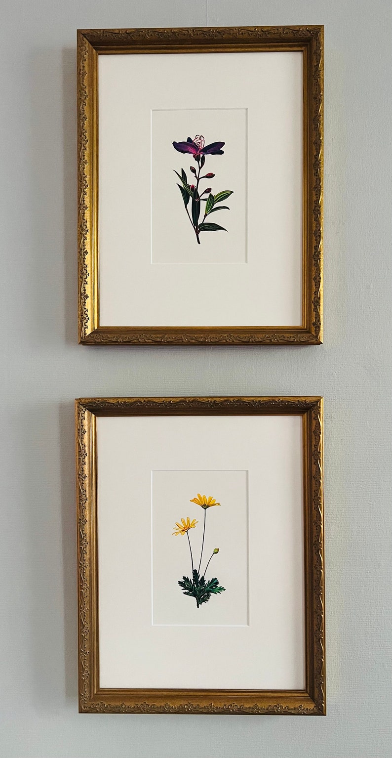 Lantana Drawing - Etsy