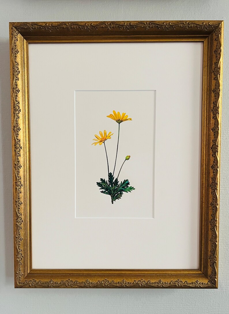 Lantana Drawing - Etsy