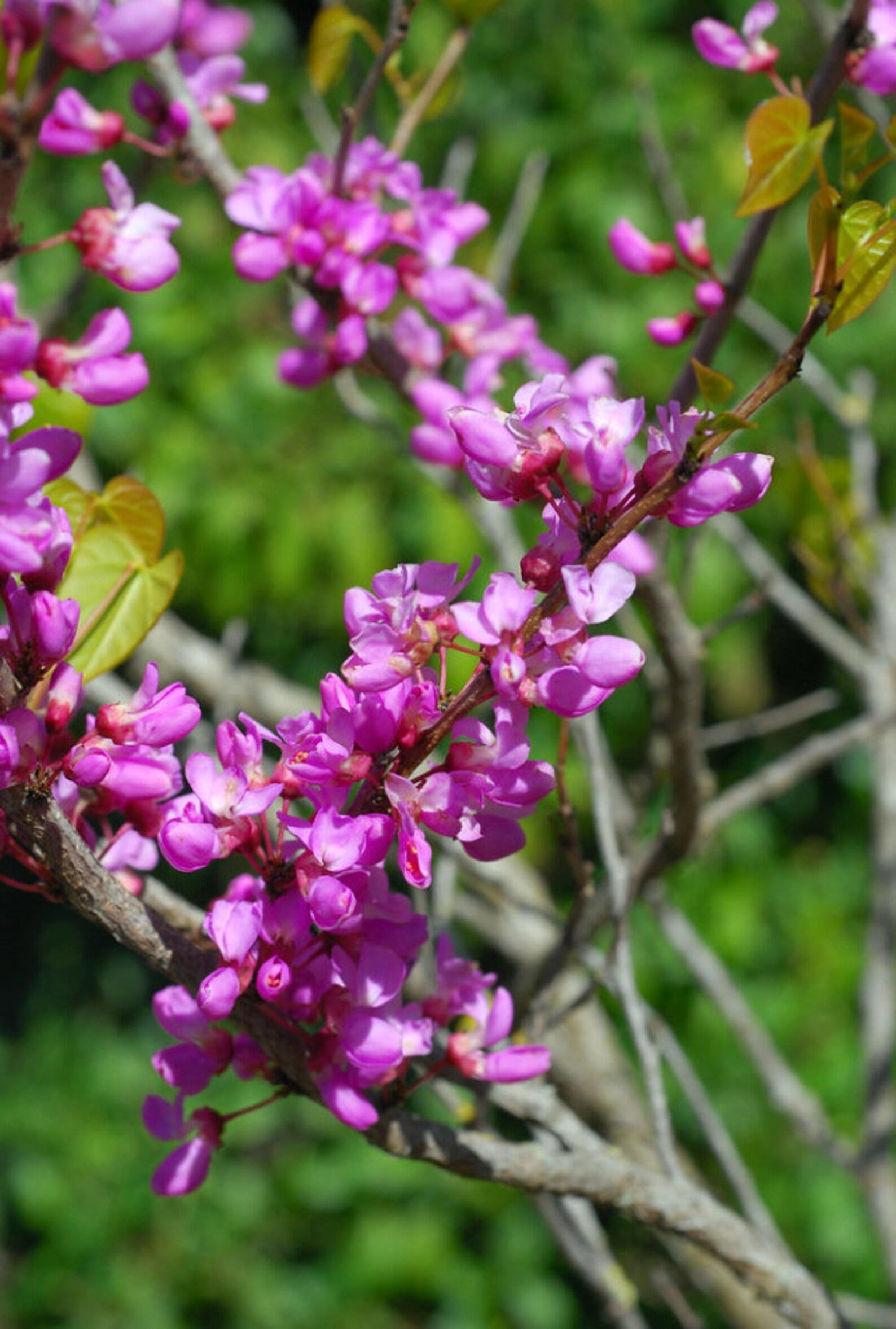 Virginia Red Bud Seeds - Etsy