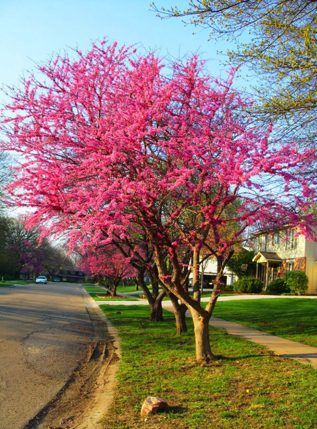 Virginia Red Bud Seeds - Etsy