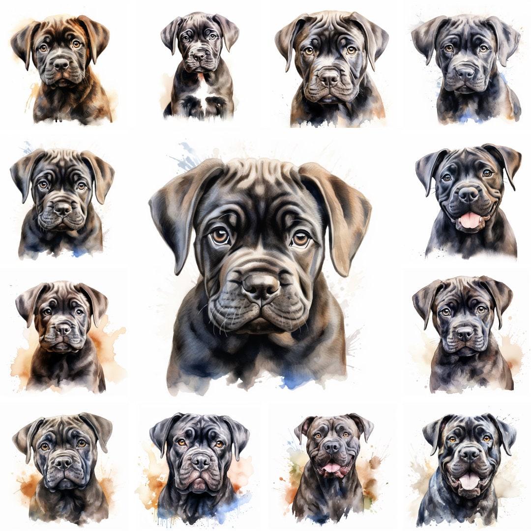 20 Cane Corso Dog and Puppy Watercolor Clipart PNG Images, Cane Corso ...