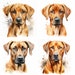 20 Rhodesian Ridgeback Dog and Puppy Watercolor Clipart PNG Images ...