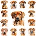 20 Rhodesian Ridgeback Dog and Puppy Watercolor Clipart PNG Images ...
