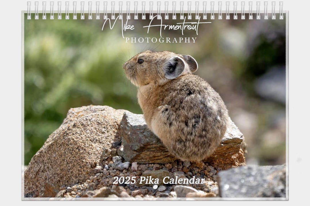 2025 Pika Wall Calendar - Etsy
