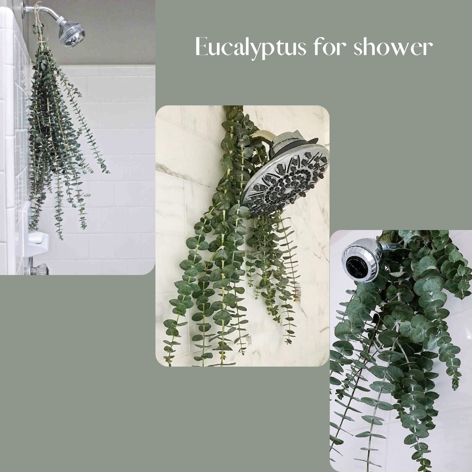 20pcs Fresh Eucalyptus Shower Bundle, Eucalyptus Plant, Preserved ...