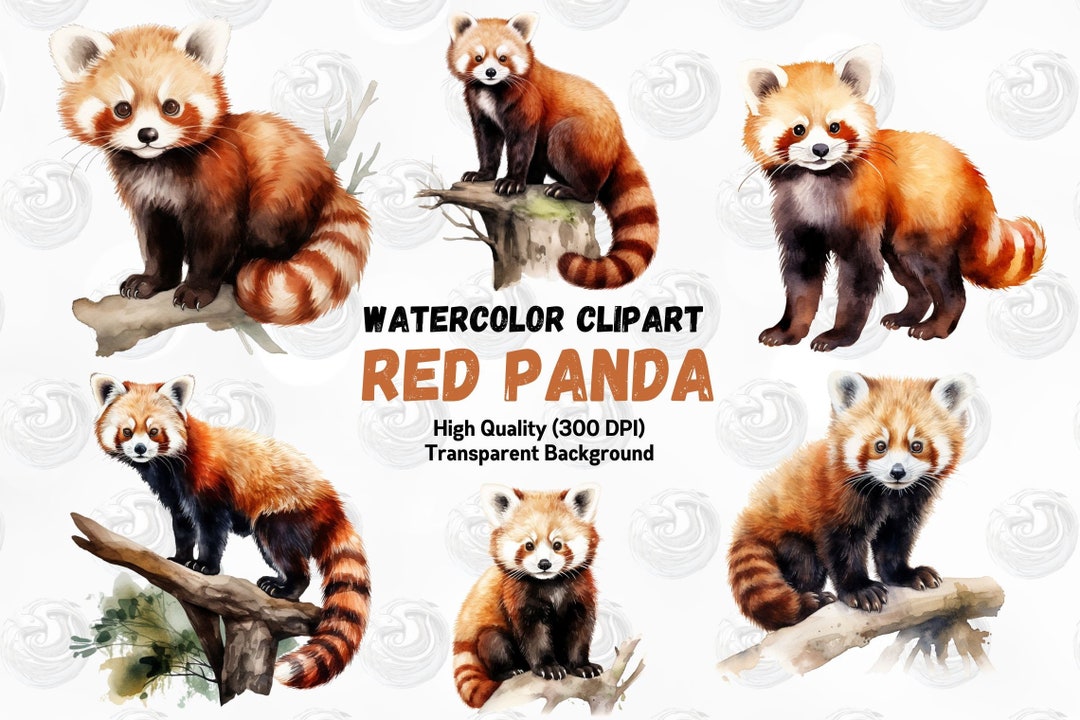 Watercolor Red Panda Clipart - 12 High Quality Pngs - Transparent ...