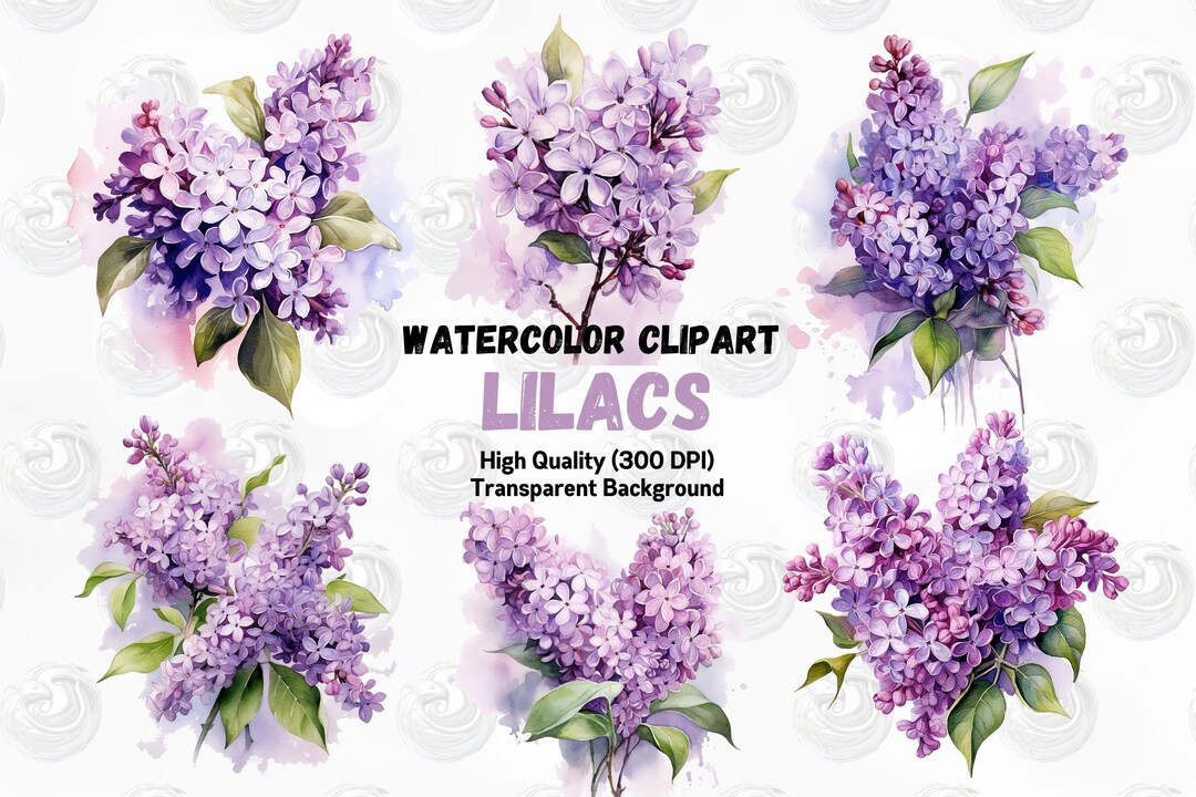 Watercolor Lilacs Clipart 12 High Quality Pngs Transparent - Etsy