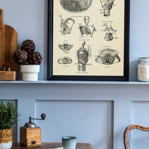 Anatomy of the Voice Wall Art Scientific Illustration Vintage Singing ...