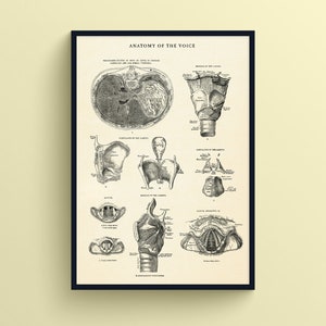Anatomy of the Voice Wall Art Scientific Illustration Vintage Singing ...