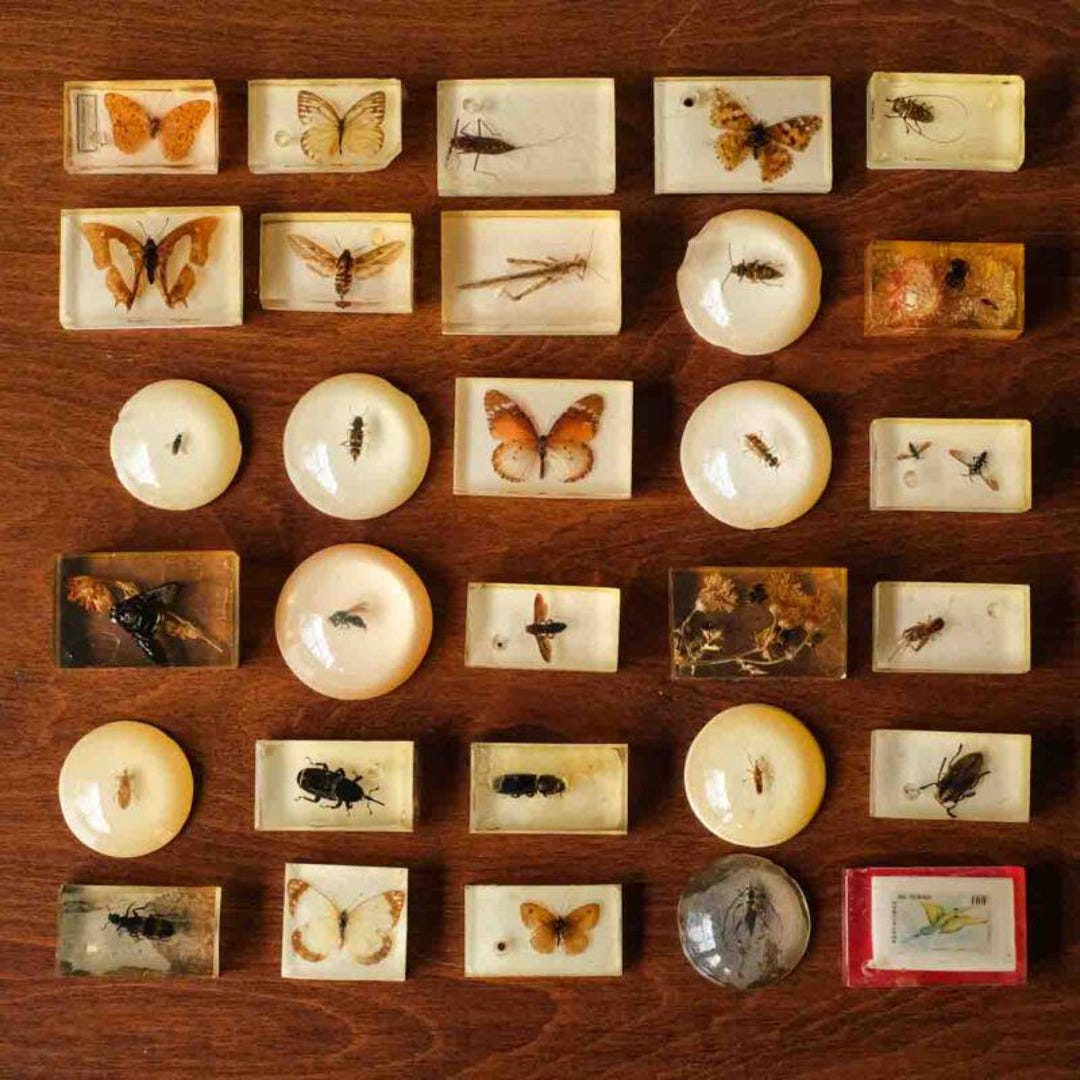 Framed İnsects • Vintage Resin Insect Collection • Entomology Decor ...