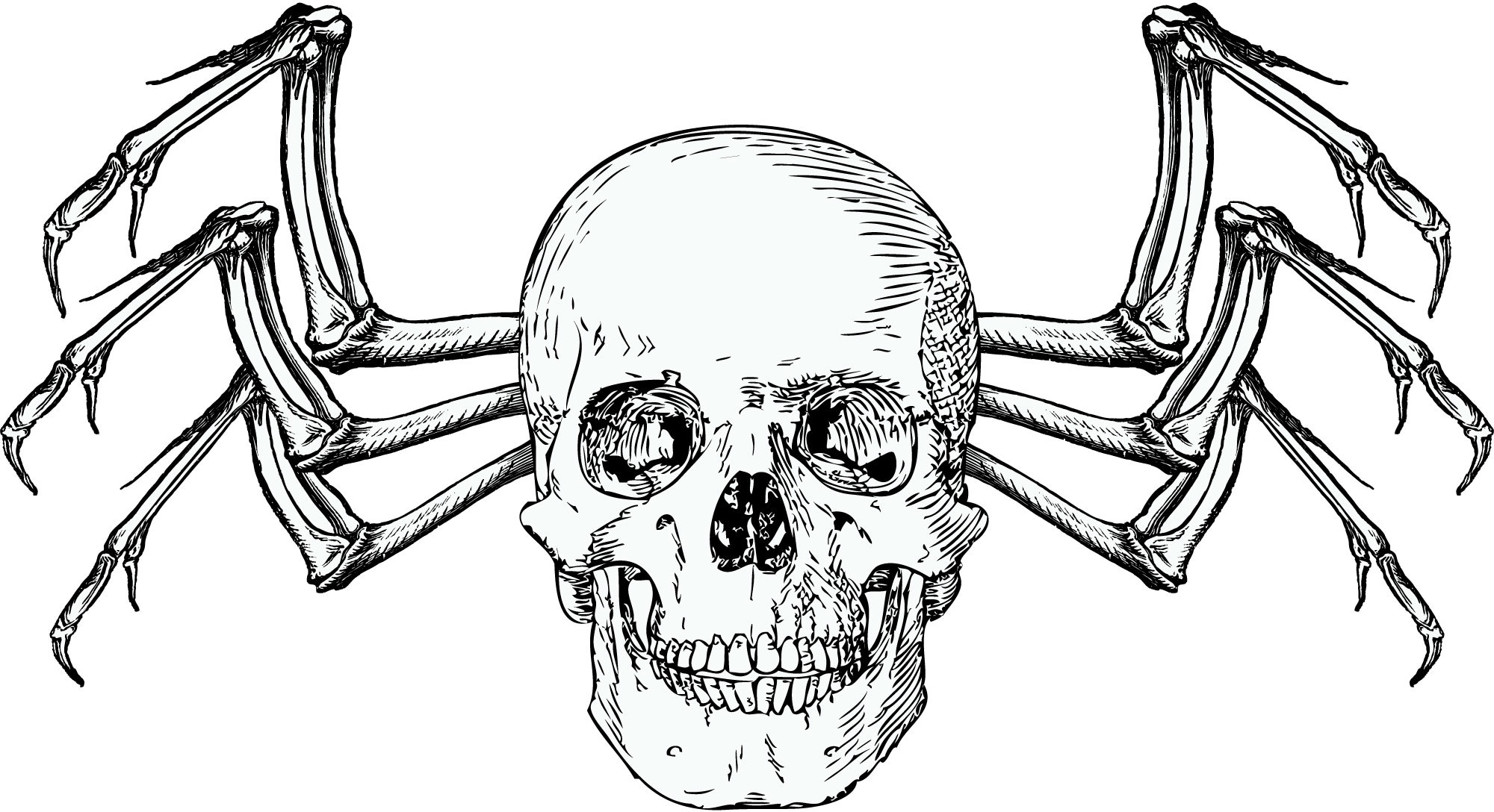 Spider Skull Drawing