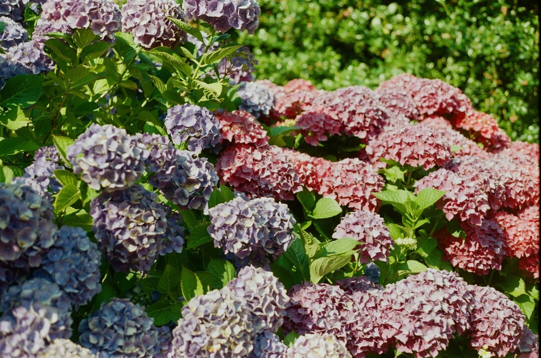 Summer Hydrangeas Digital Art Print Downloadable - Etsy