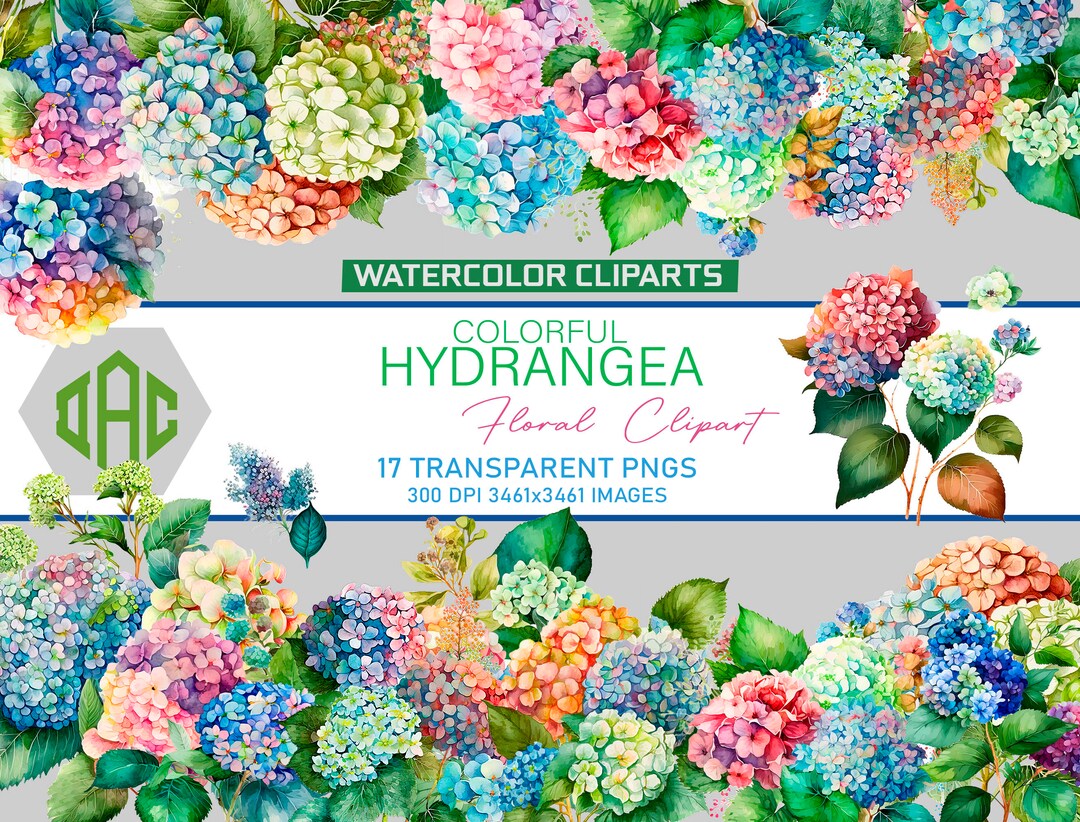 Watercolor Colorful Hydrangea Flowers Clipart Pack Digital - Etsy