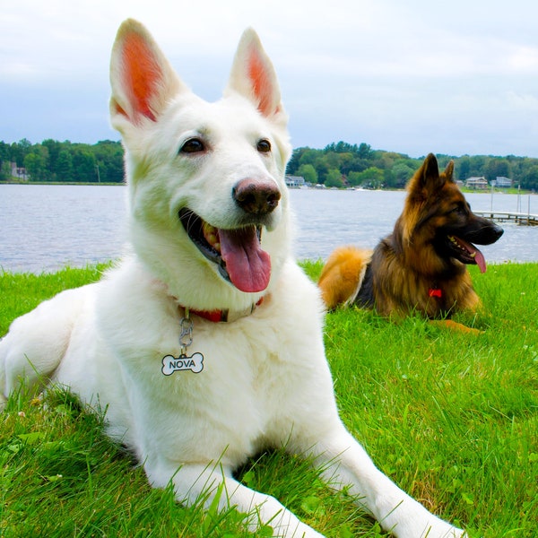 3d Printed Dog Tag - Etsy