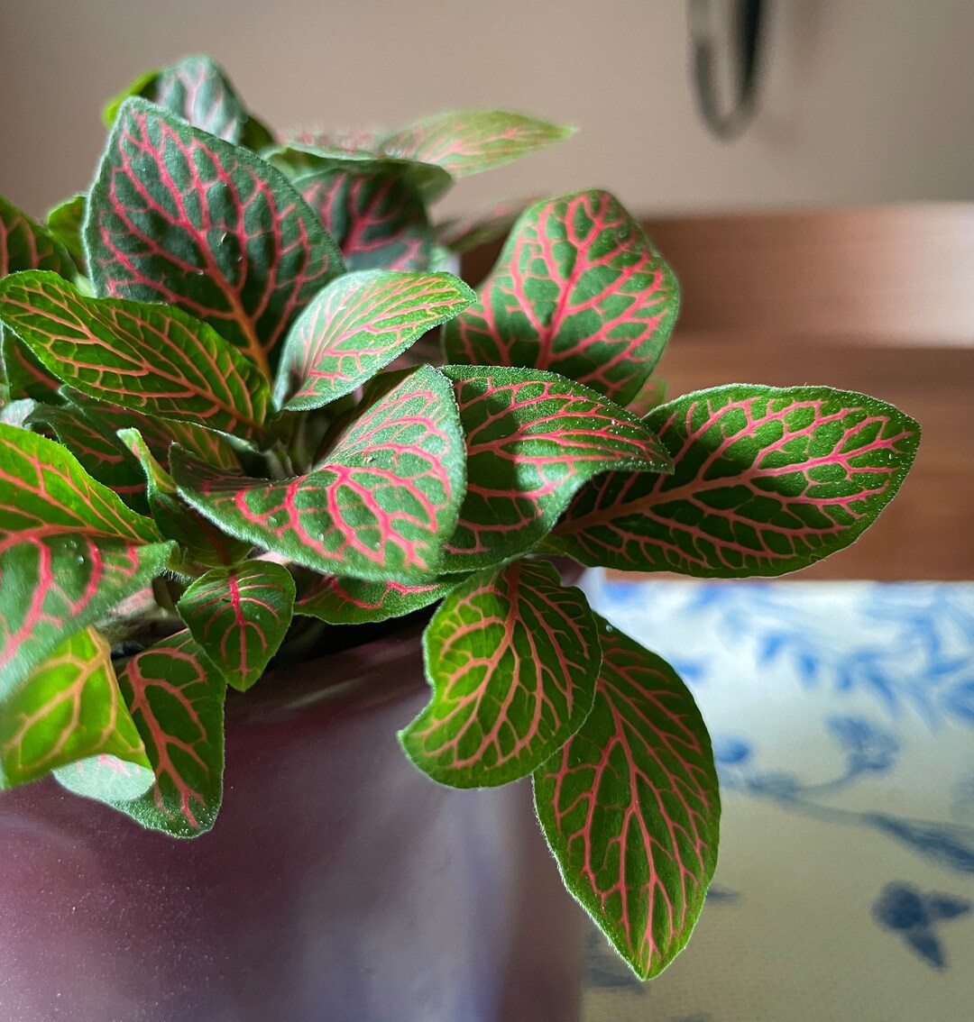 Red Nerve Plant - Fittonia Albivenis - Etsy