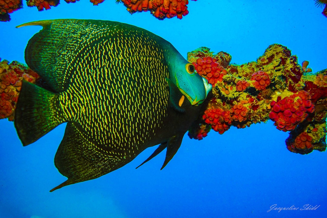 Underwater Photograph of Angel Fish - Etsy