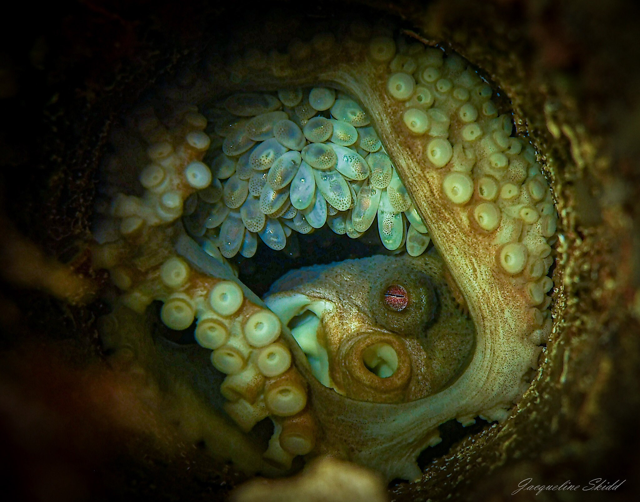 Mother Octopus Underwater Photography - Etsy