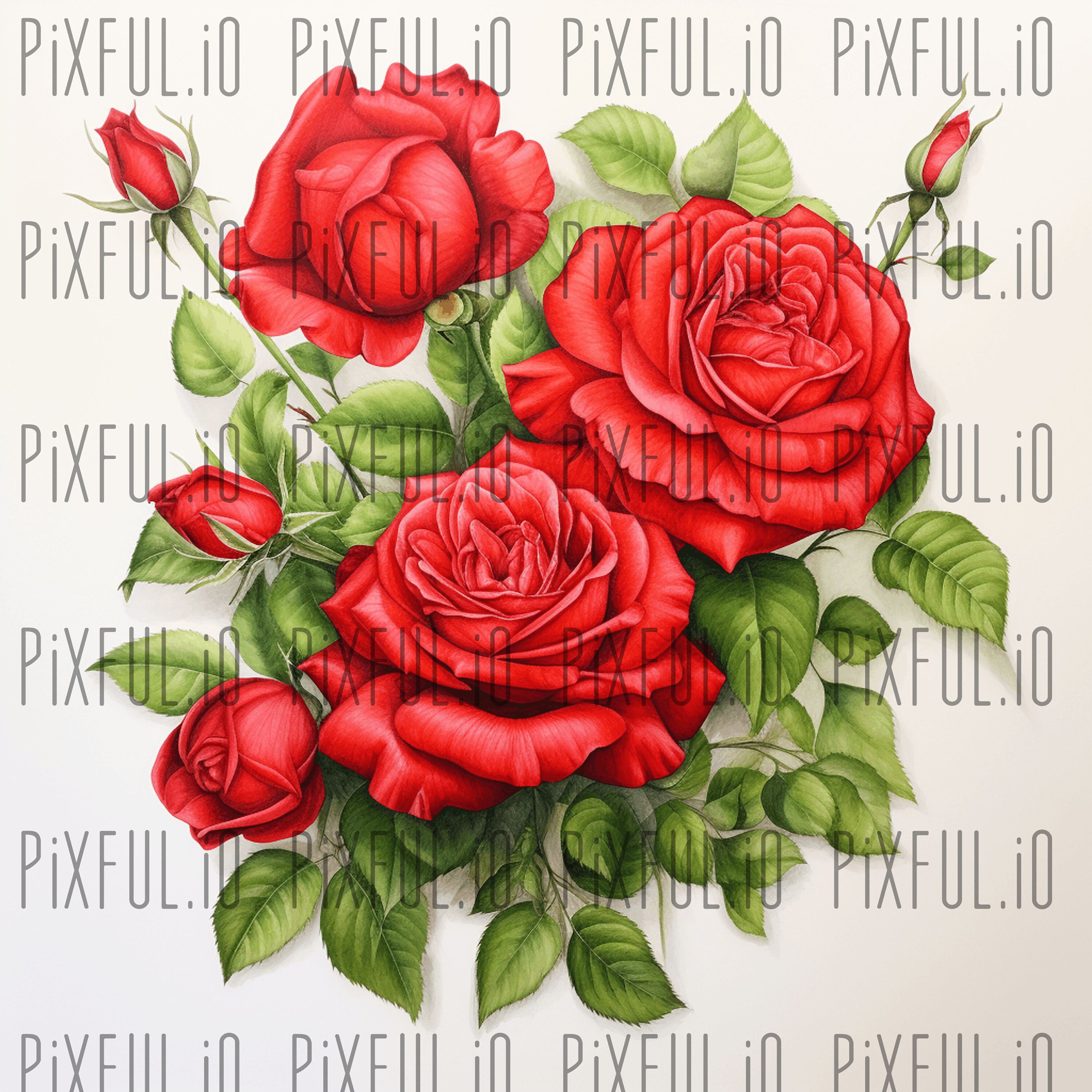 Colored Pencil Drawing of Red Roses Digital Paper 24 Pack - Etsy