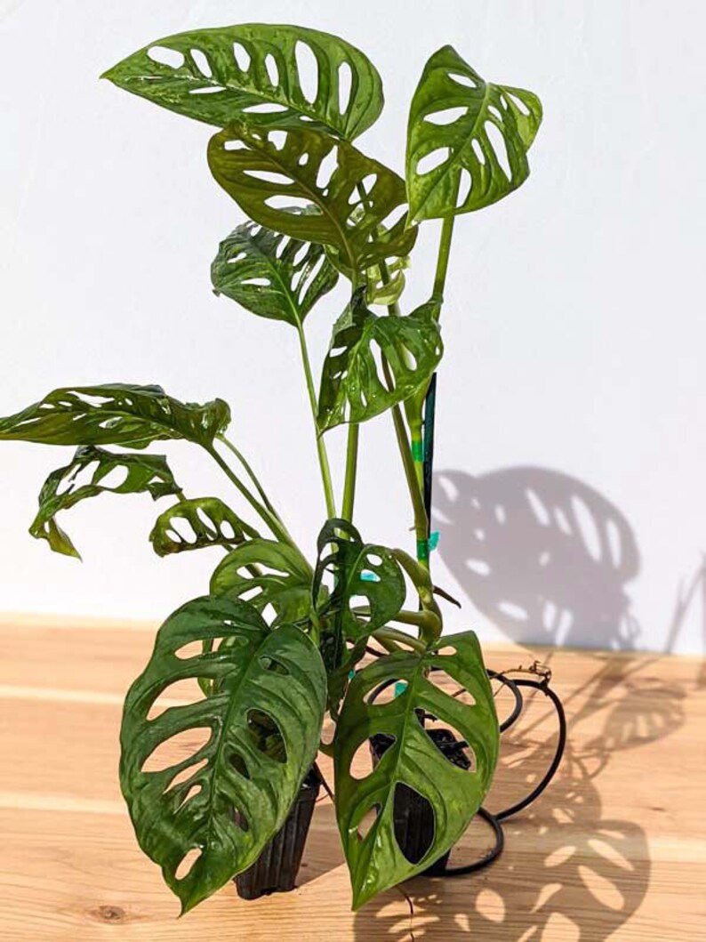 Monstera Giant Skeleton Leaf Plant in 23 Pot - Etsy Canada