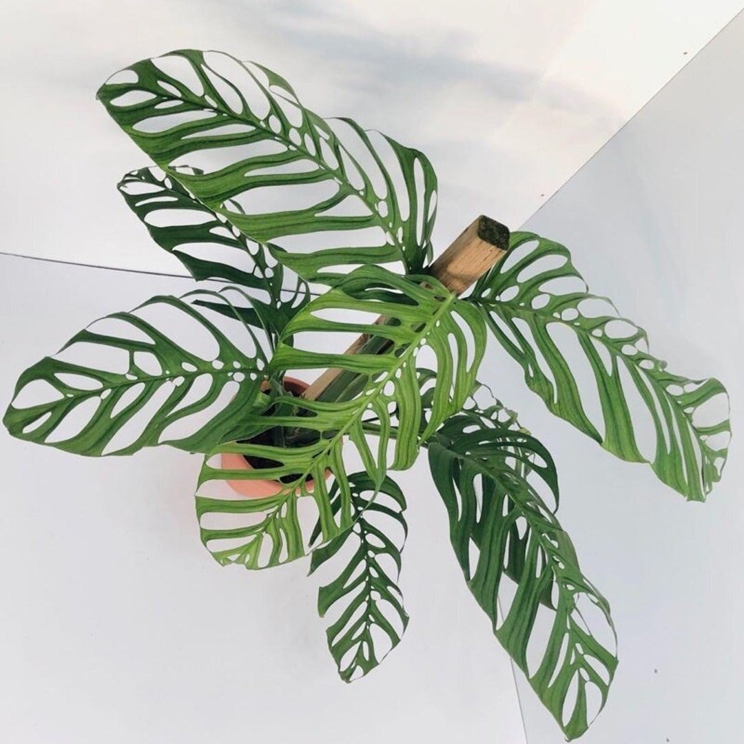 Monstera Giant Skeleton Leaf Plant in 23 Pot - Etsy Canada
