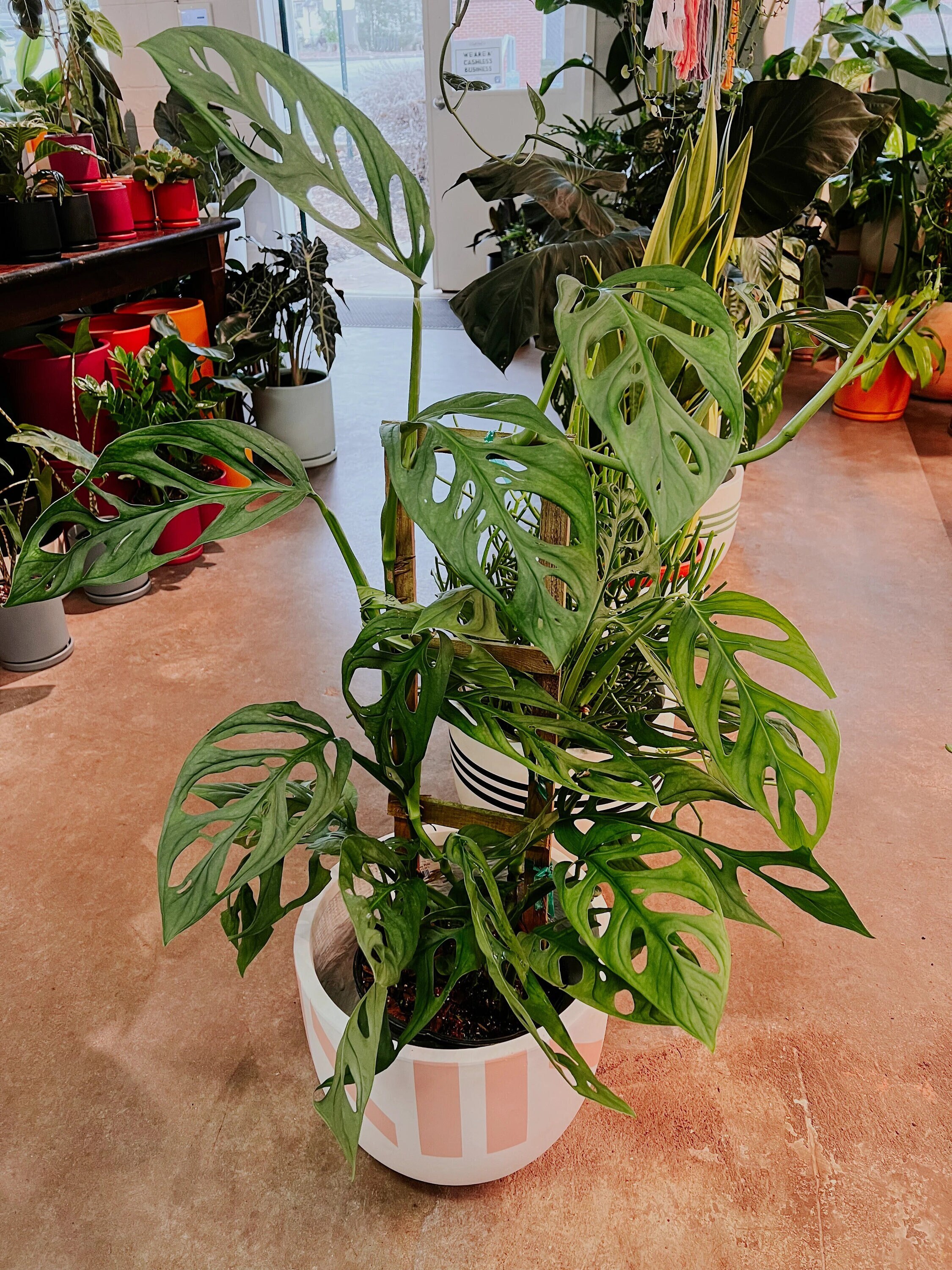 Monstera Giant Skeleton Leaf Plant in 23 Pot - Etsy Canada