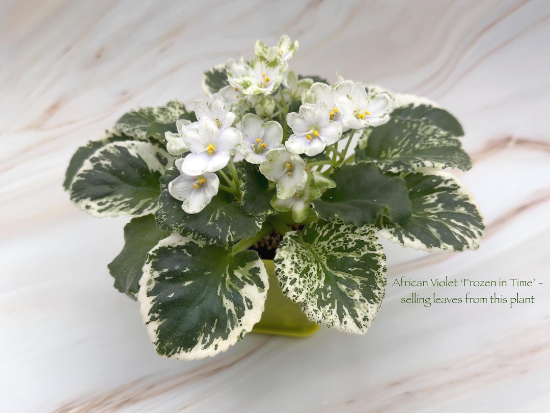 African Violet, Set, Leaf, Love of Astronomer, Frozen in Time, Rose ...