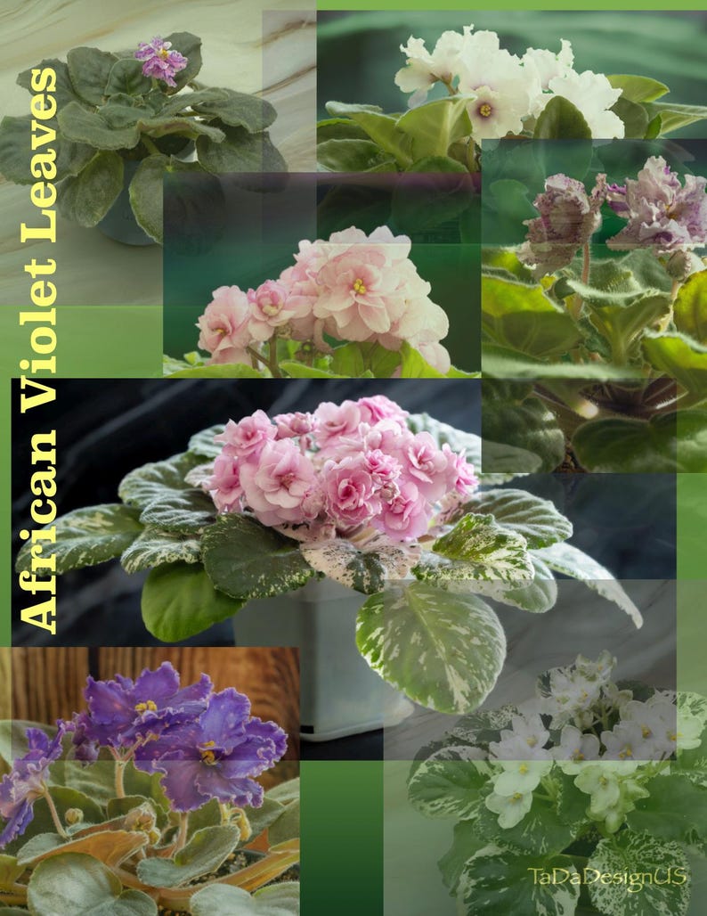 African Violet, Set, Leaf, Love of Astronomer, Frozen in Time, Rose ...