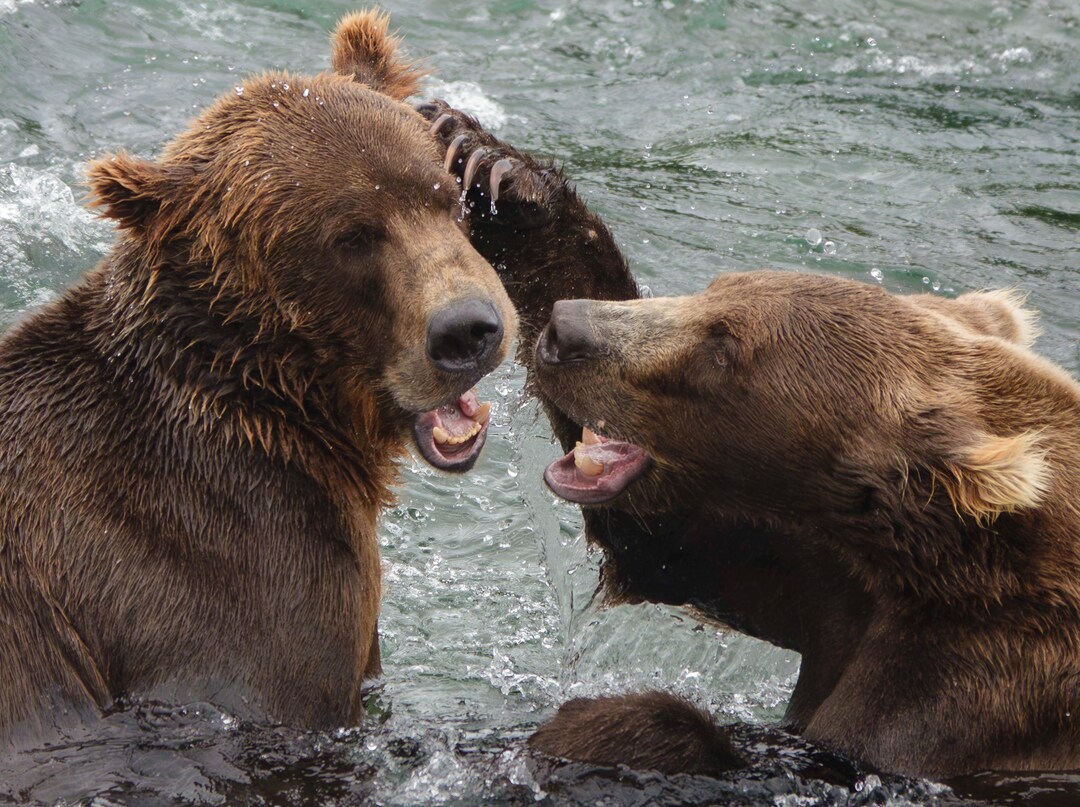 5 Digital Photos, Wildlife Printable Wall Art, Grizzly, Brown Bear ...