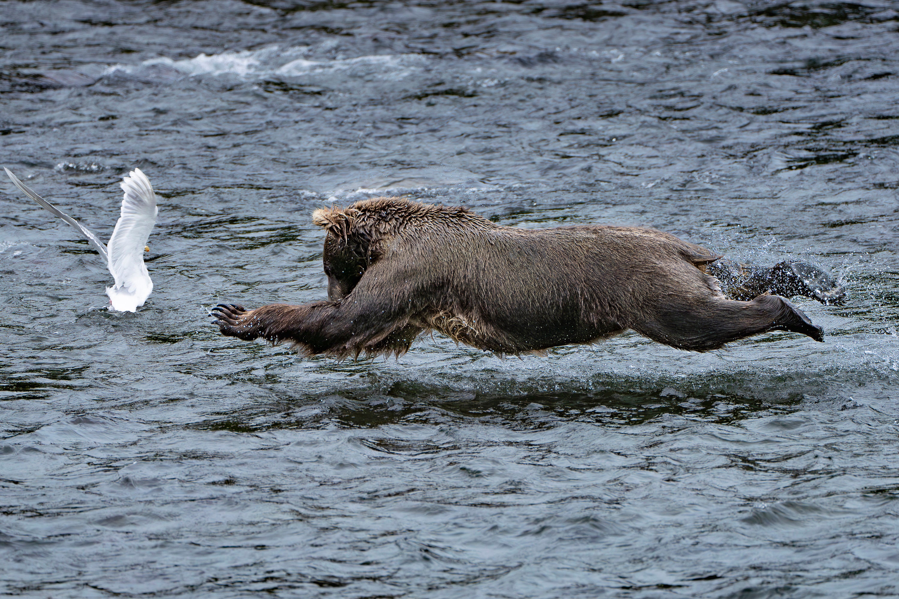 Flying Bear - Wildlife Printable Wall Art, Brown Bear, Action, Portrait ...