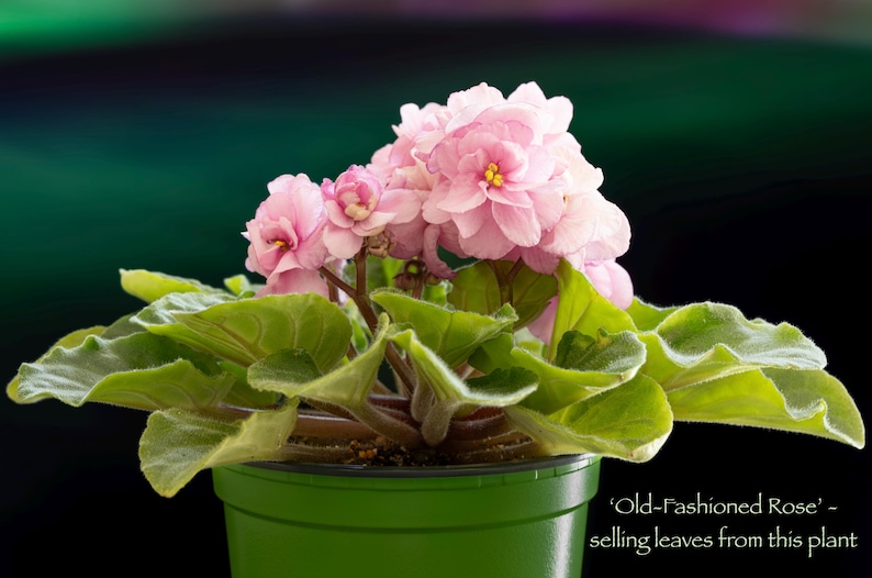 African Violet, Set, Leaf, Love of Astronomer, Frozen in Time, Rose ...