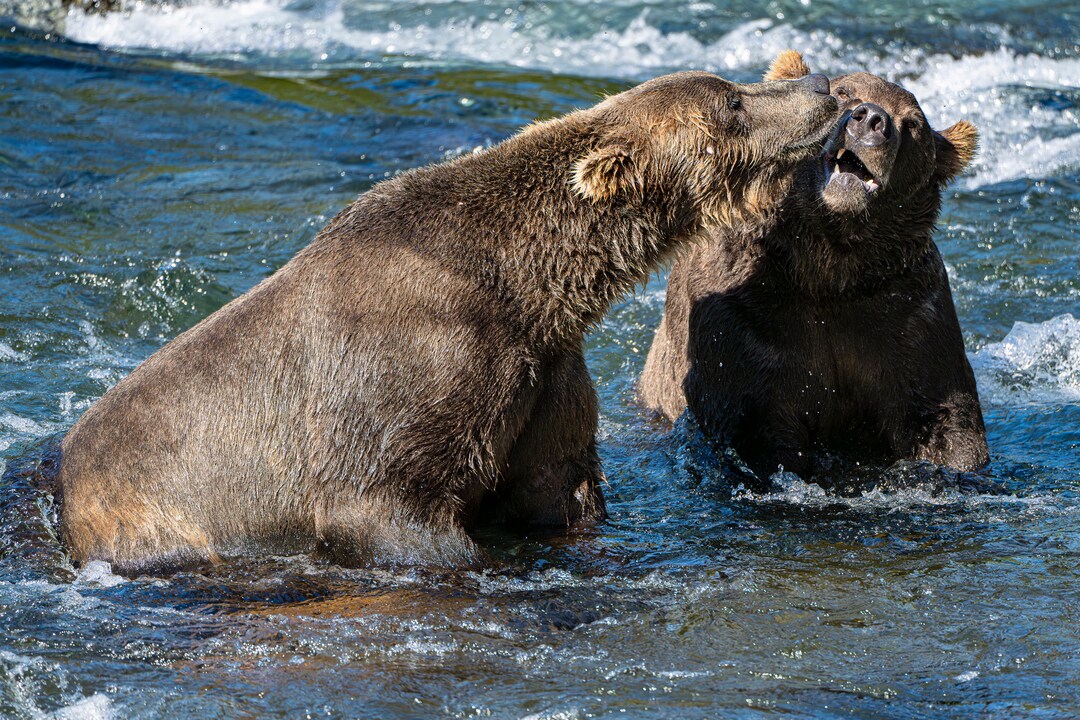 Wildlife Printable Wall Art, Brown Bear, Action, Portrait, Alaska ...