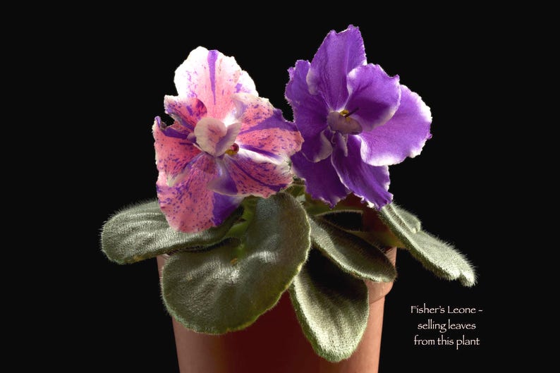 African Violet, Set, Leaf, Love of Astronomer, Frozen in Time, Rose ...