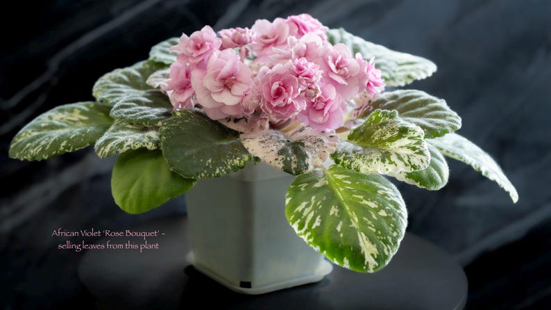 African Violet, Set, Leaf, Love of Astronomer, Frozen in Time, Rose ...