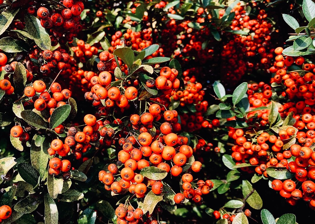Rust Berries Digital Download JPEG Nature Virginia Photography - Etsy