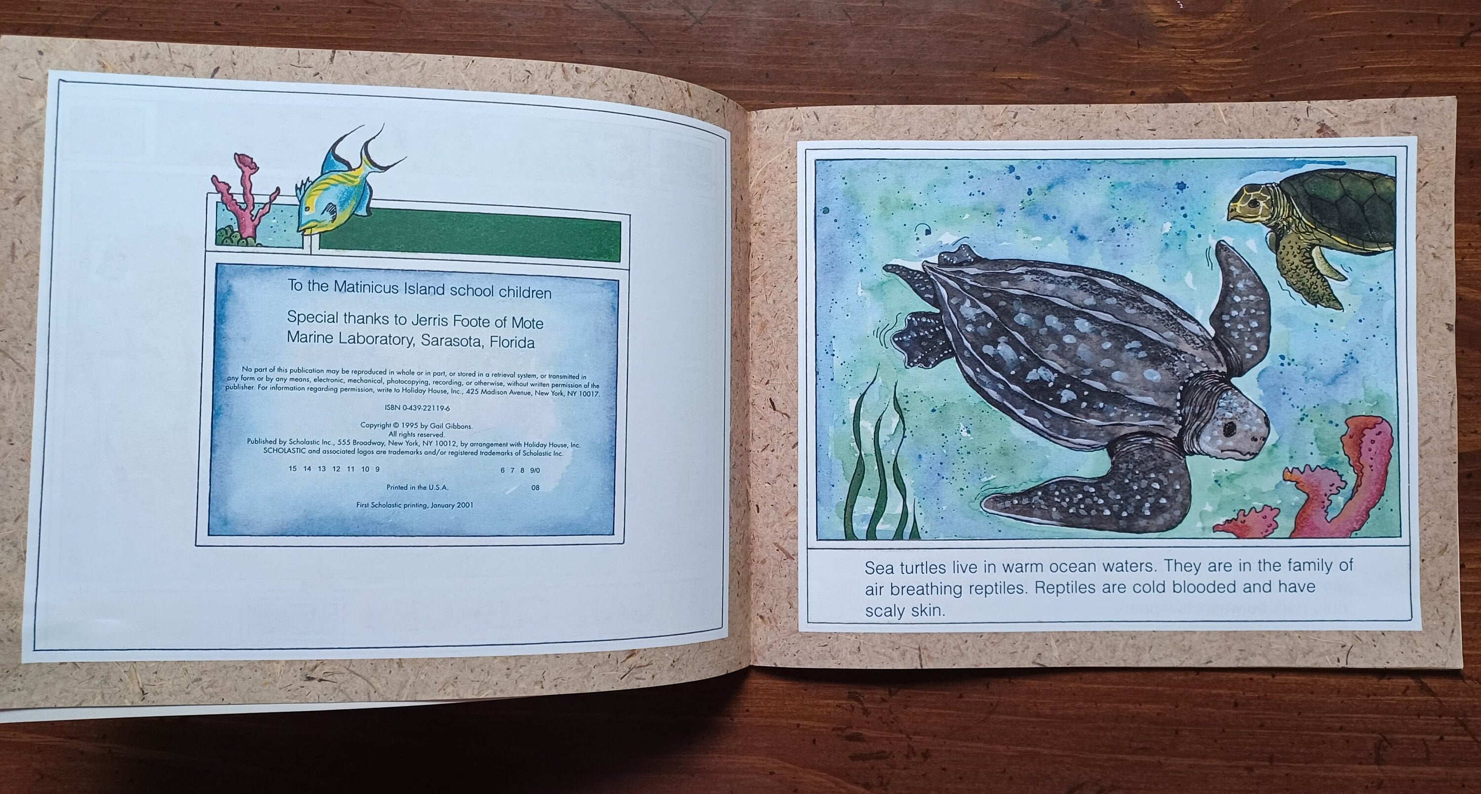 Sea Turtles by Gail Gibbons, Nonfiction Kids Book - Etsy