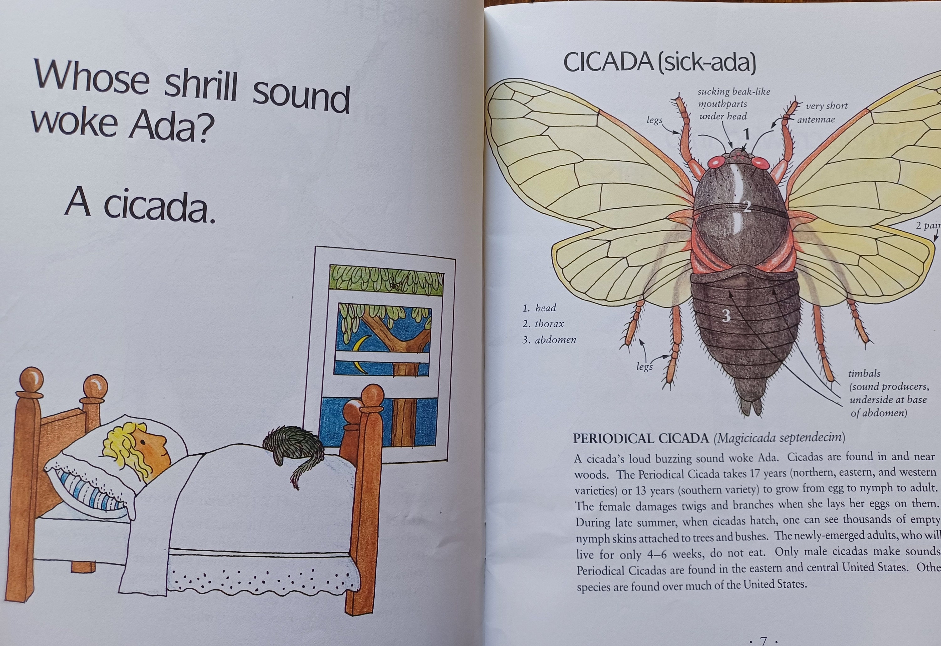 Bugs, by Nancy Winslow Parker and Joan Richards Wright, Vintage 1990s ...