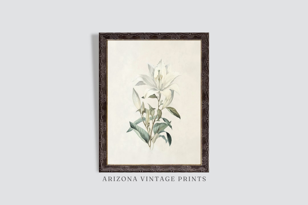 PRINTABLE - White Lily Botanical Print | Antique Watercolor Painting ...