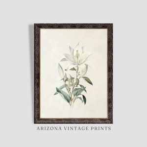 PRINTABLE - White Lily Botanical Print | Antique Watercolor Painting ...