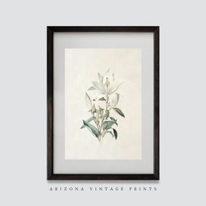 PRINTABLE - White Lily Botanical Print | Antique Watercolor Painting ...