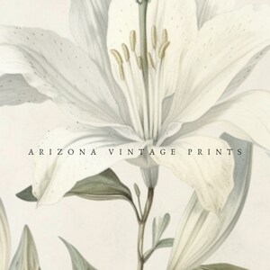 PRINTABLE - White Lily Botanical Print | Antique Watercolor Painting ...