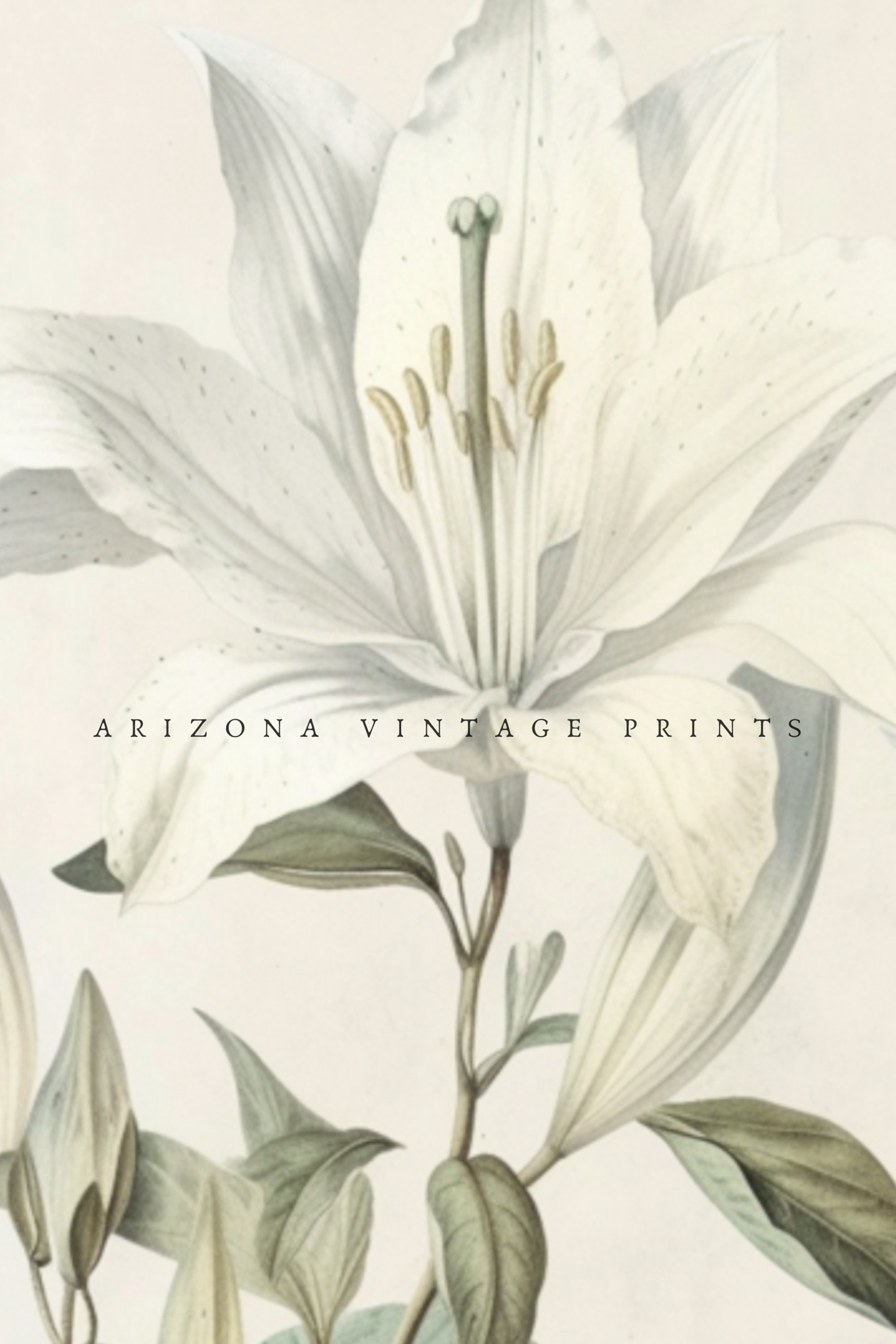 PRINTABLE - White Lily Botanical Print | Antique Watercolor Painting ...