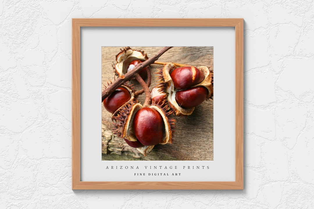 PRINTABLE Chestnuts in Autumn Digital Print | Close up Picture ...