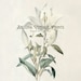 PRINTABLE - White Lily Botanical Print | Antique Watercolor Painting ...
