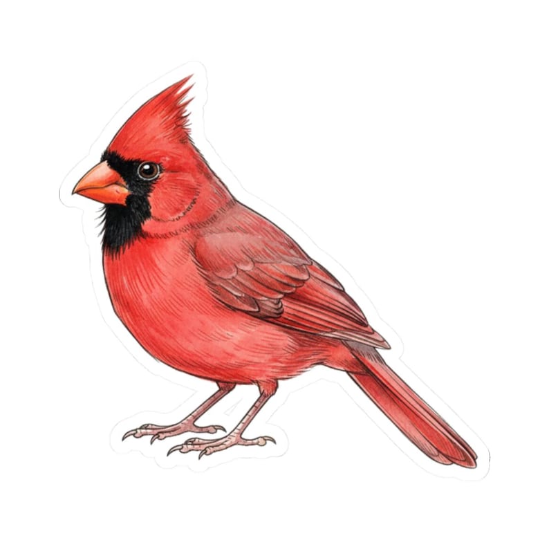 Cardinal Sticker, Bird Nature Decal, Wildlife Illustration Vinyl ...