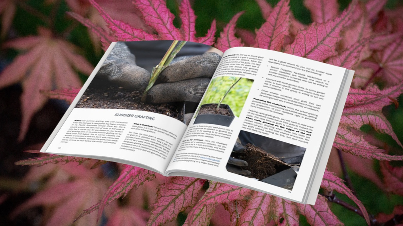 Japanese Maple Tree Propagation Guide Book | Digital Book Download - Etsy
