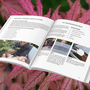 Japanese Maple Tree Propagation Guide Book | Digital Book Download - Etsy