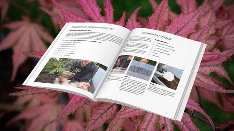 Japanese Maple Tree Propagation Guide Book | Digital Book Download - Etsy