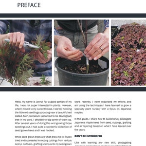 Japanese Maple Tree Propagation Guide Book | Digital Book Download - Etsy