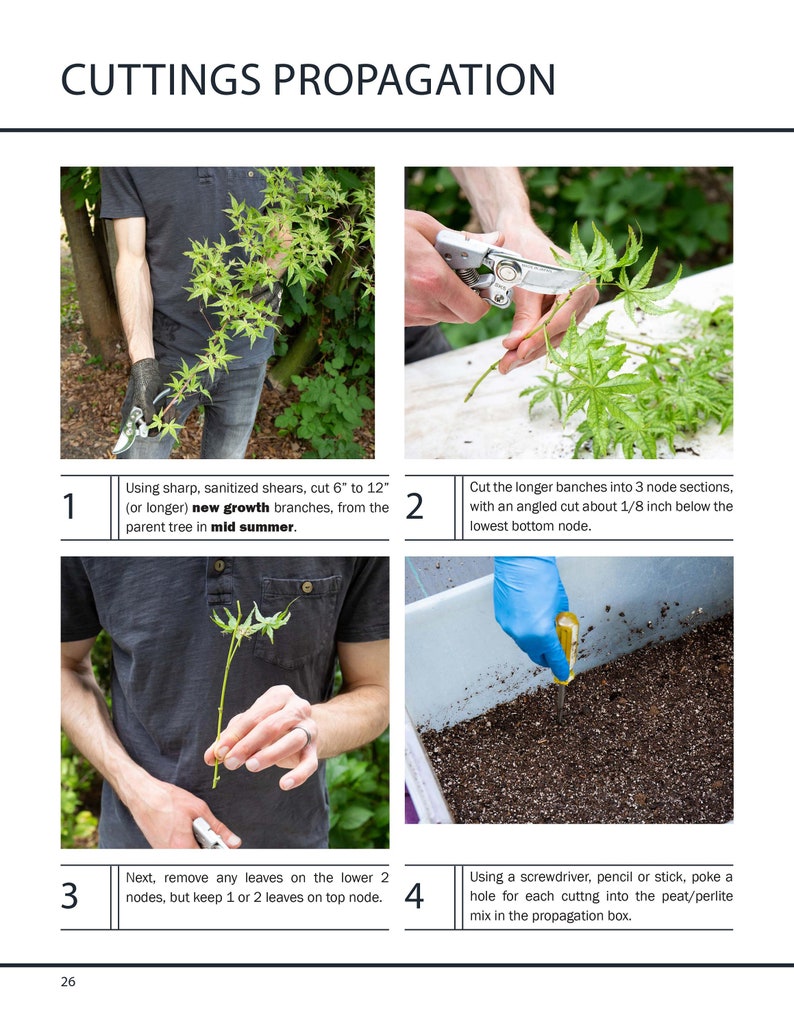 Japanese Maple Tree Propagation Guide Book Digital Book Download - Etsy ...