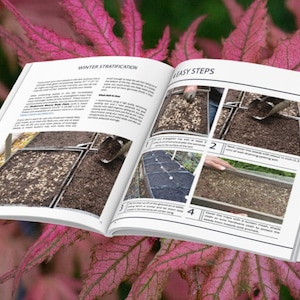 Japanese Maple Tree Propagation Guide Book | Digital Book Download - Etsy